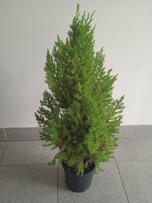 Kitajski brin | Četinjače | Okrasne grmovnice in drevesa | Okrasne ...